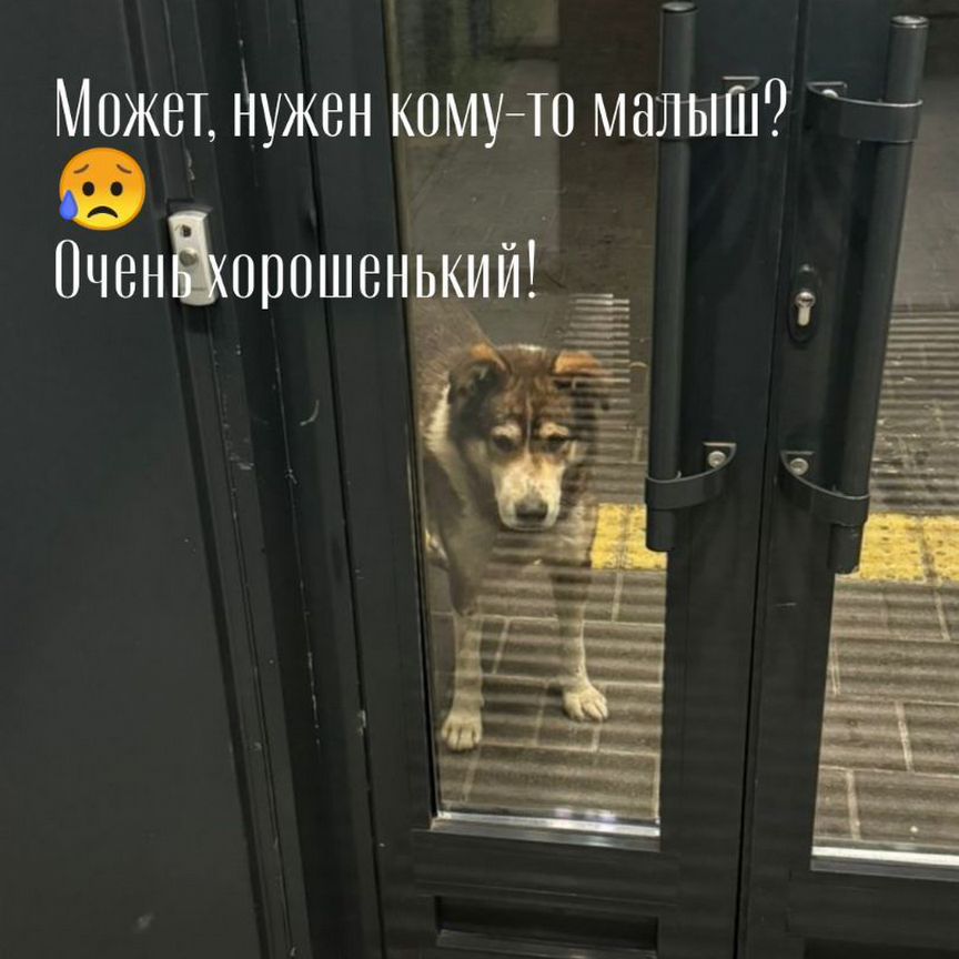 Кобель в добрые руки Парень золото