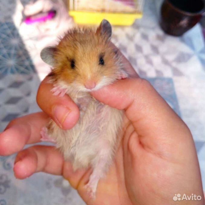 Сирийский хомяк мальчик
