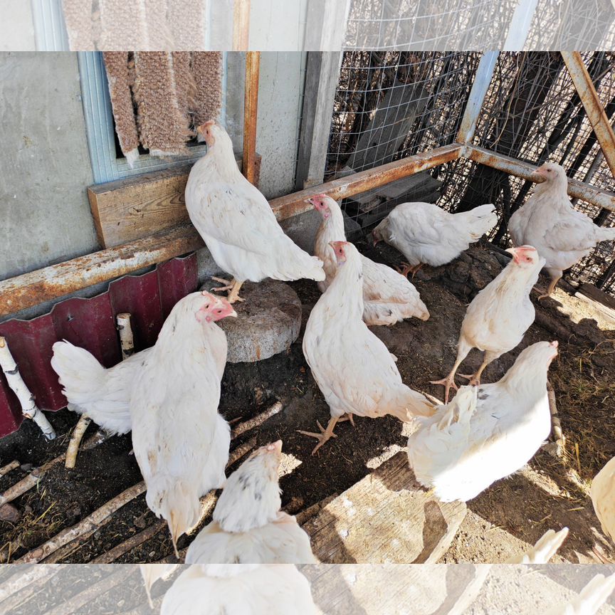Куры молодки Декалб