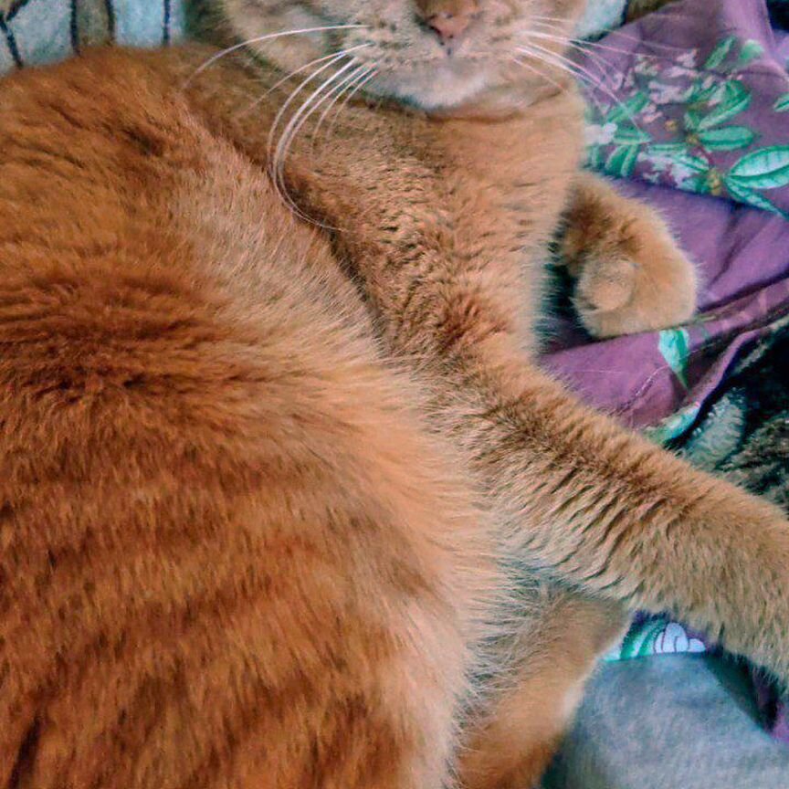 Кошки в добрые руки