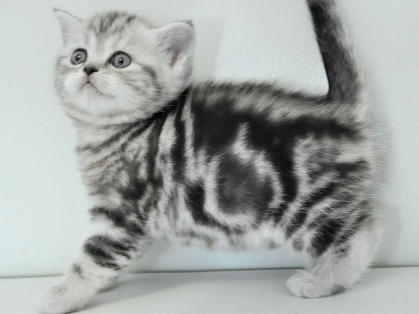 Кошка скоттиш Страйт