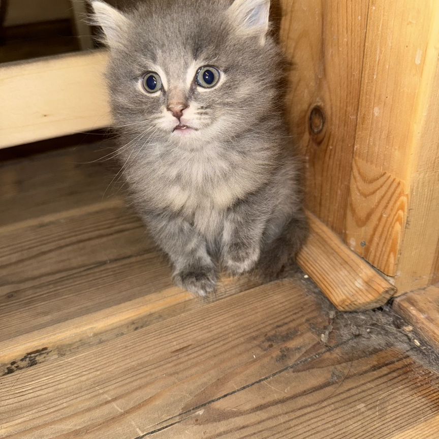 Котёнок в добрые руки