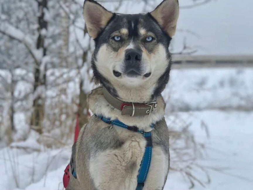 Собака Алиса в добрые руки