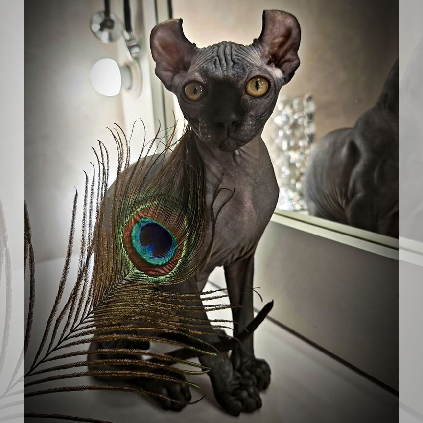 Канадский сфинкс котёнок