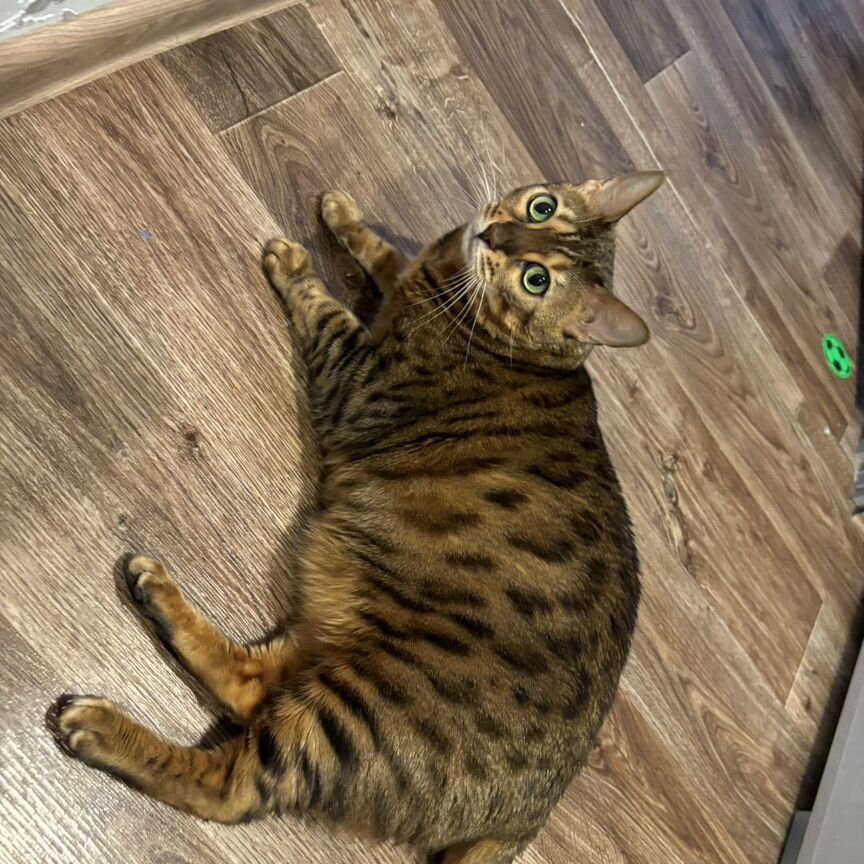 Бенгальская кошка в добрые руки