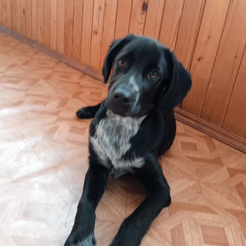 Нашёлся барбос