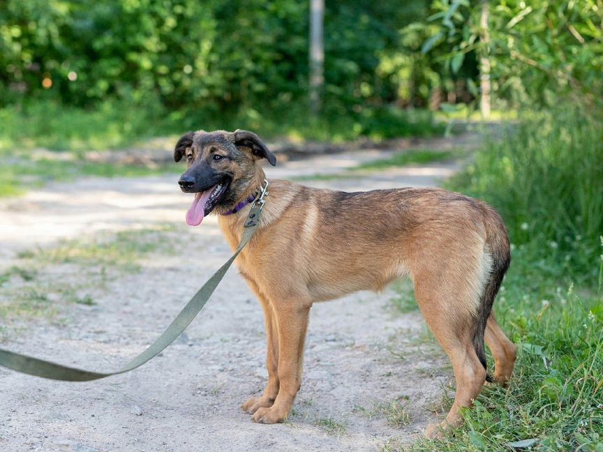 Собака Агата в хорошую семью бесплатно