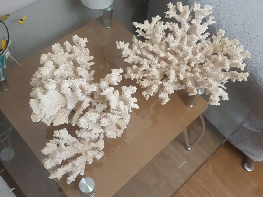 Морские кораллы