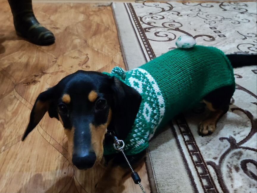 Собаки бесплатно такса