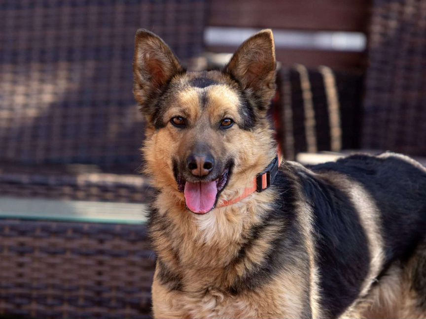 Собаки бесплатно