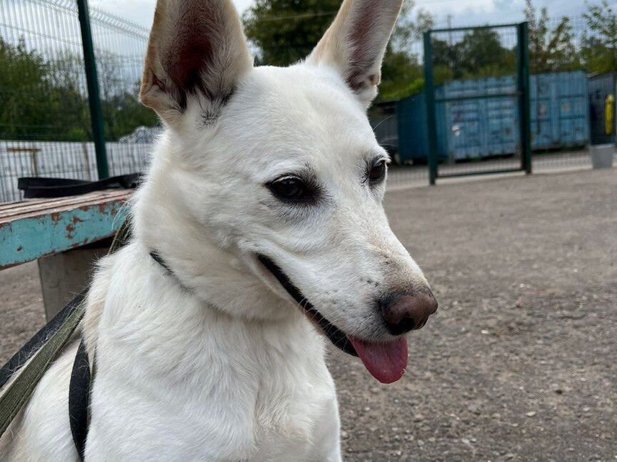Собака Сахарок из приюта Некрасовка