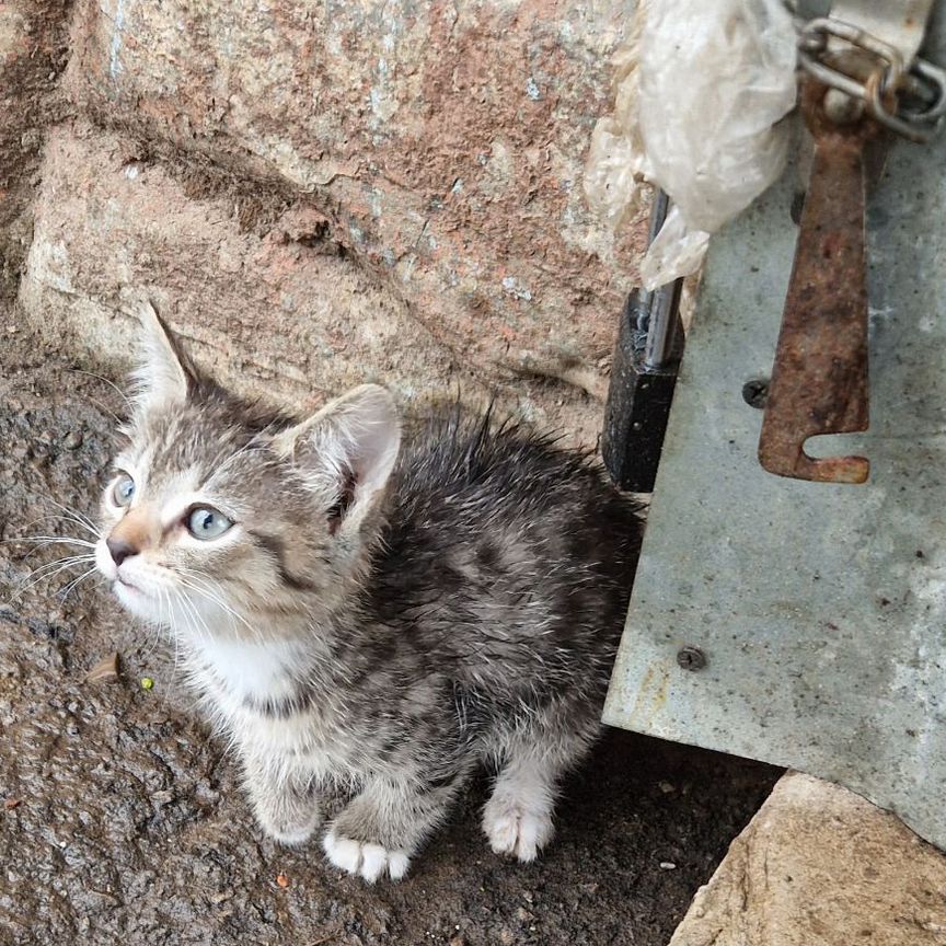 Котёнок в добрые руки