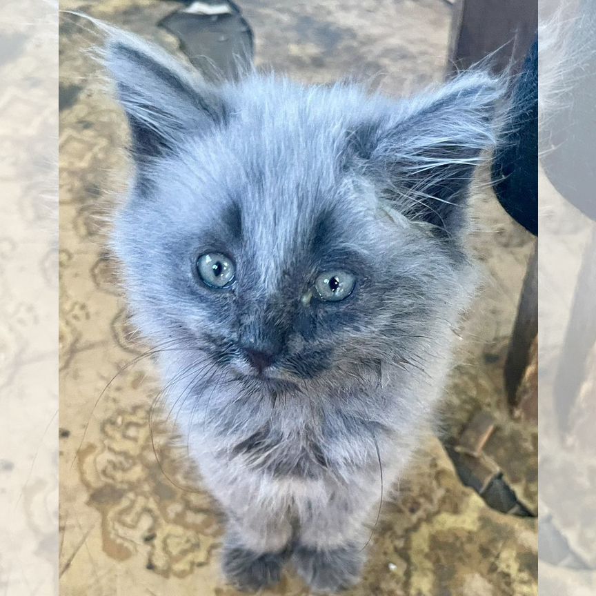 Котёнок в добрые руки