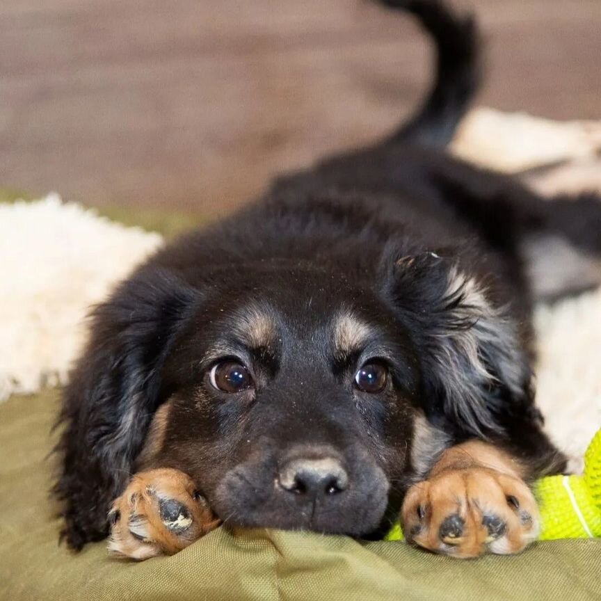Щенок девочка в добрые руки