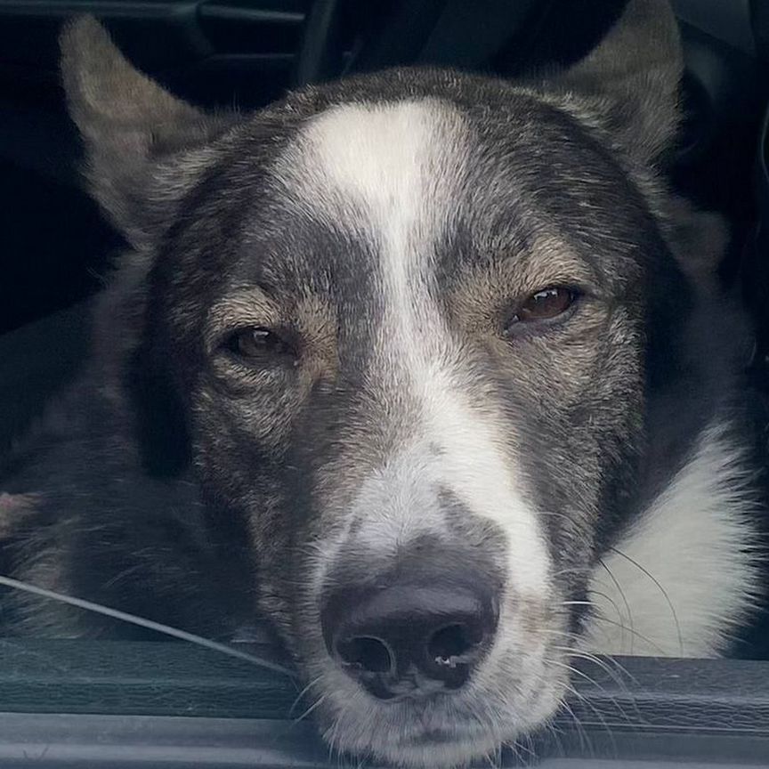 Лайка, взрослый пёс