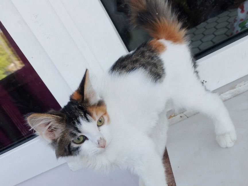 Котенок 3 мес