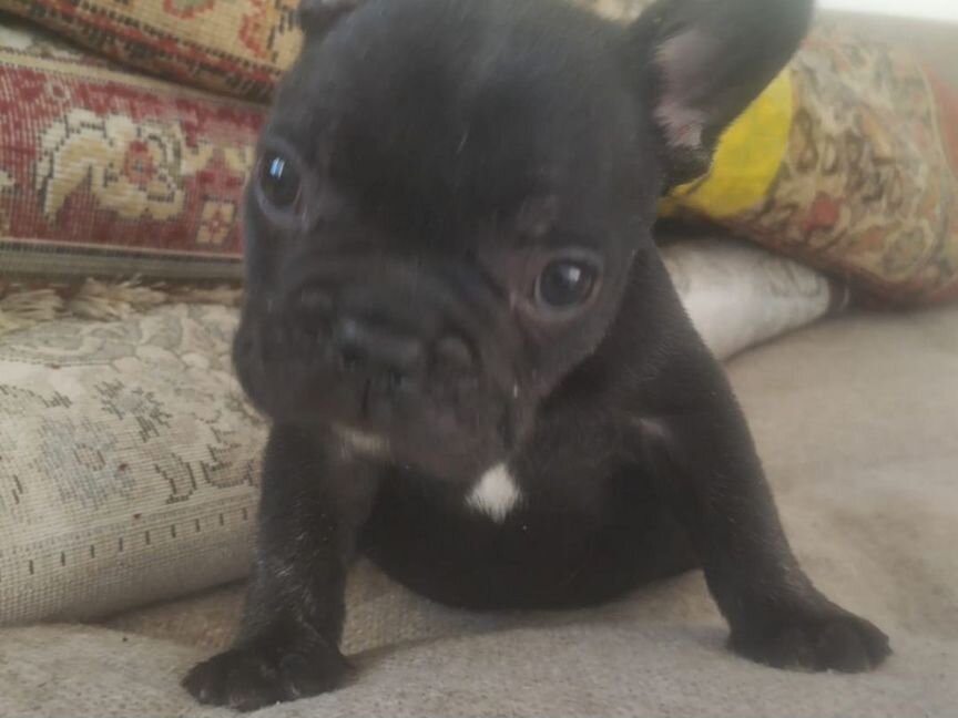 Генный Французский бульдог щенок 1,5 мес