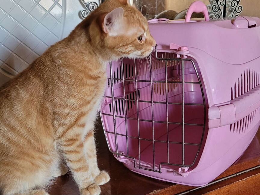 Переноска для кошек пластиковая/ аренда