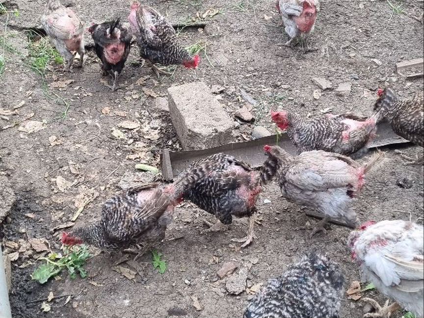 Куры несушки