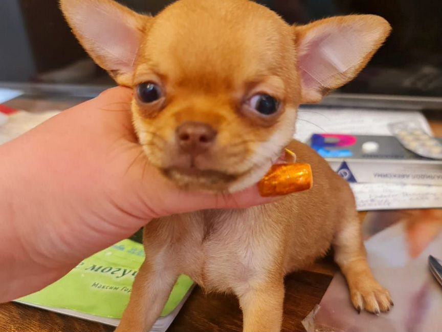 Красивые Девчонки Чихуахуа РКФ