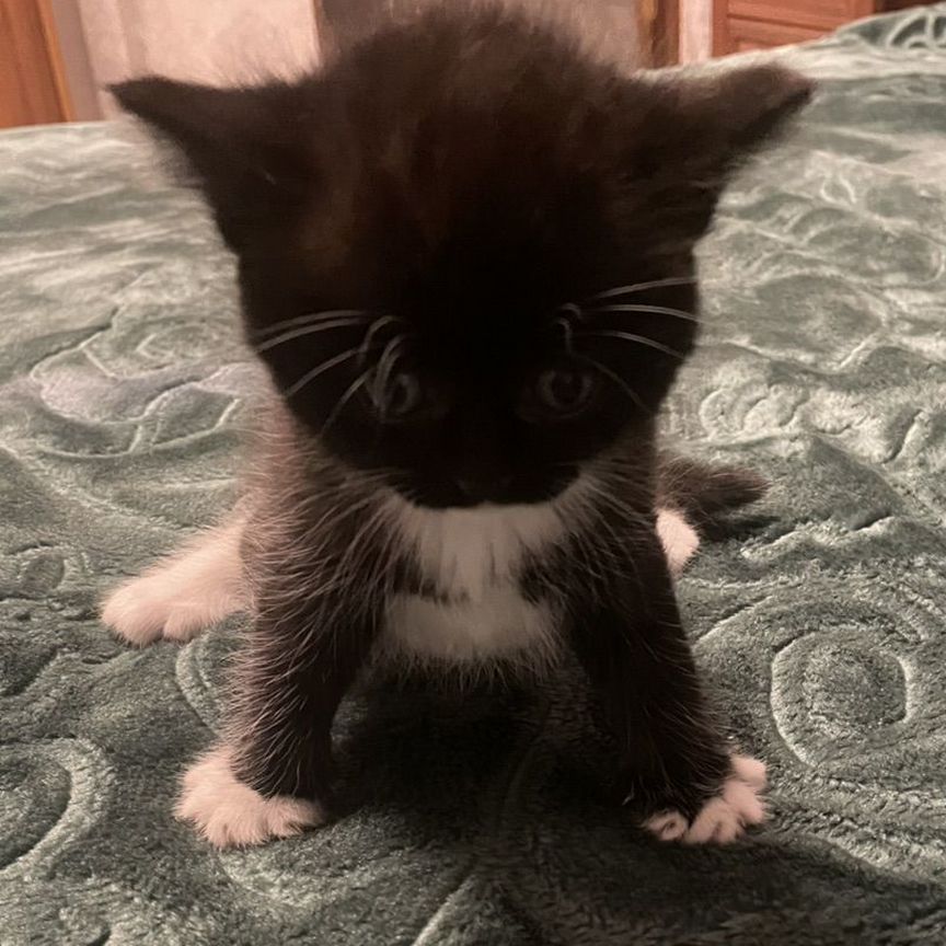 Сибирский котёнок
