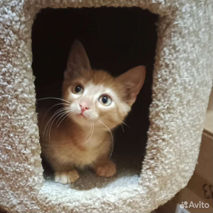 Лео ищет дом