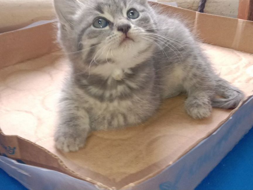 Кошка в дар бесплатно