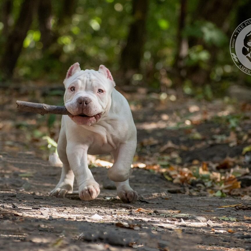Щенок Американский булли