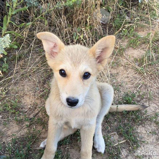 Щенок Банана ищет дом