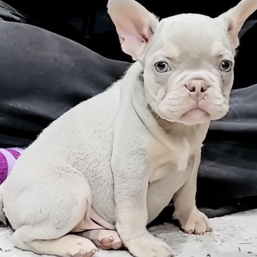 Французский бульдог, щенок