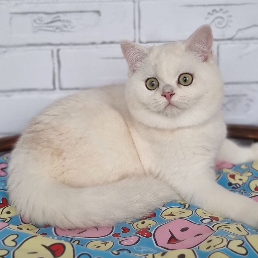 Котёнок шиншилла ns12