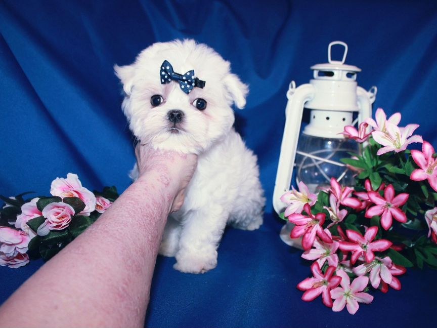 Очень красивый беби-фейс мальчик мальтезе 2,5 мес