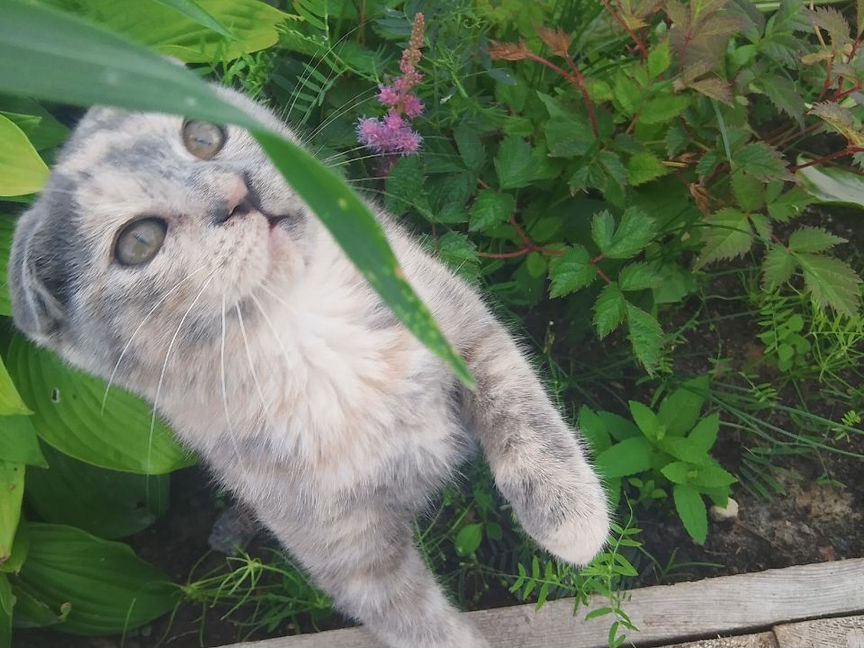 Котята по 3 месяца