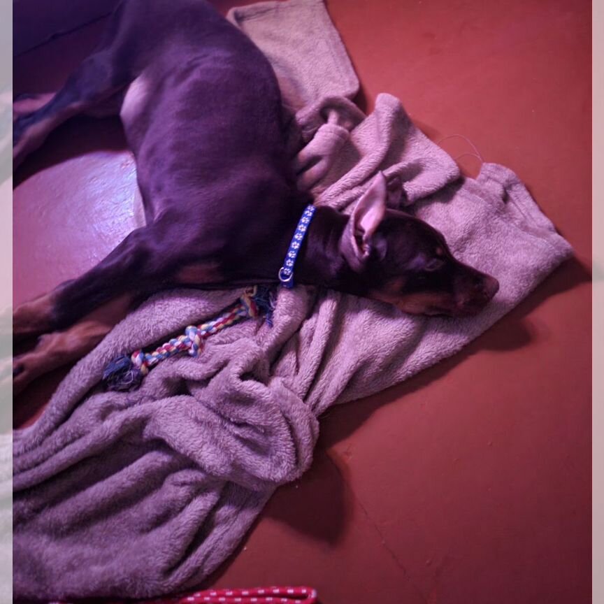 Доберман, щенок