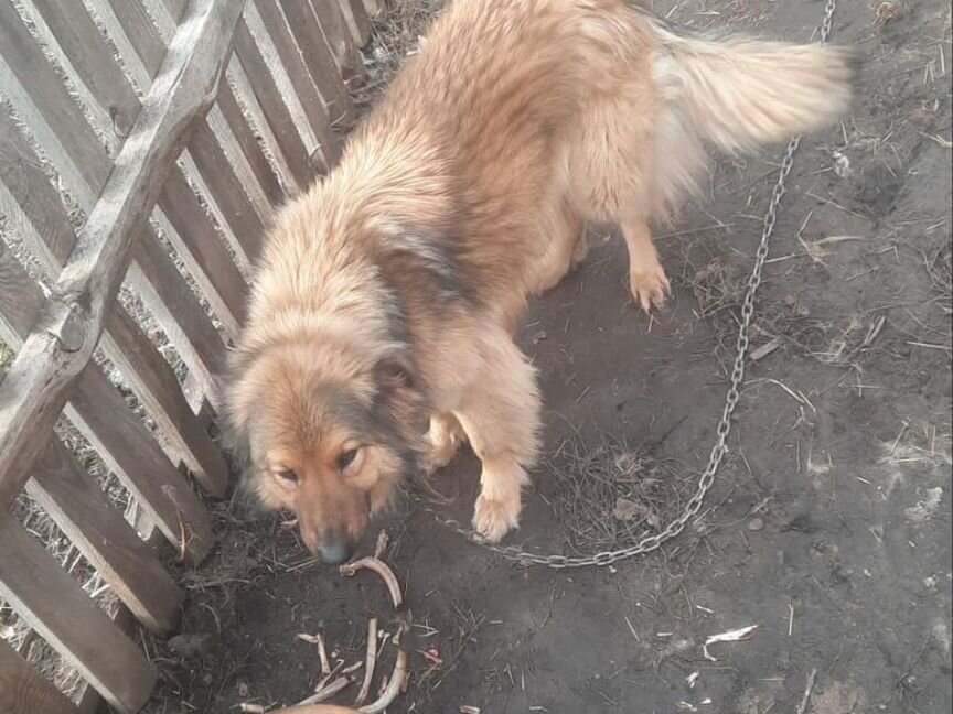 Собака в добрые руки отдам бесплатно