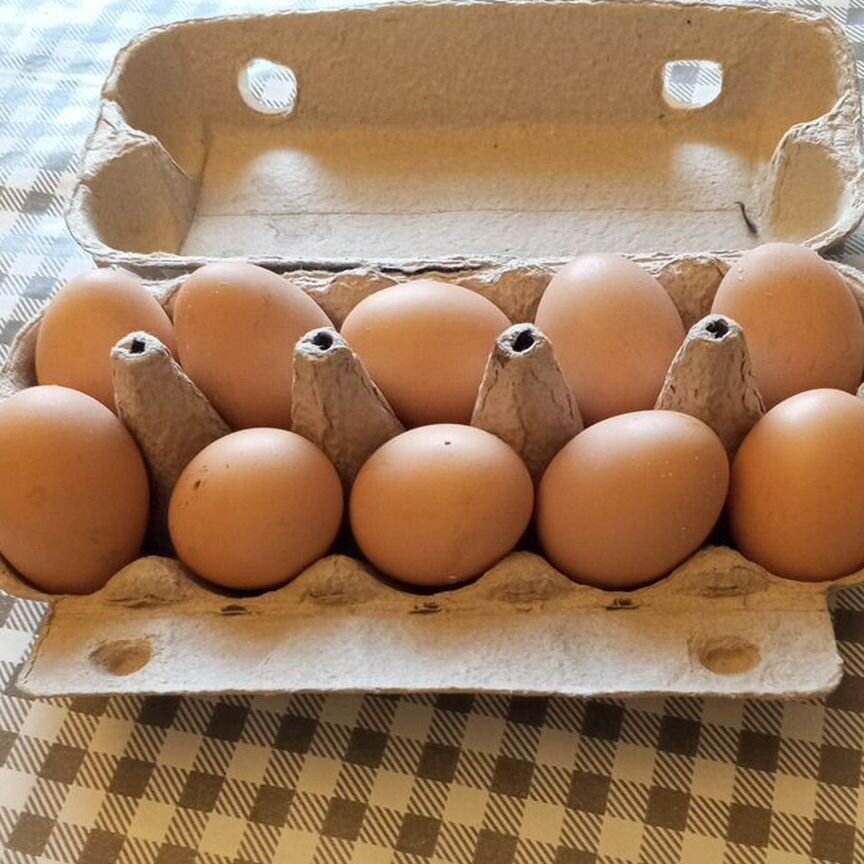 Инкубационное яйцо Кучинской юбилейной