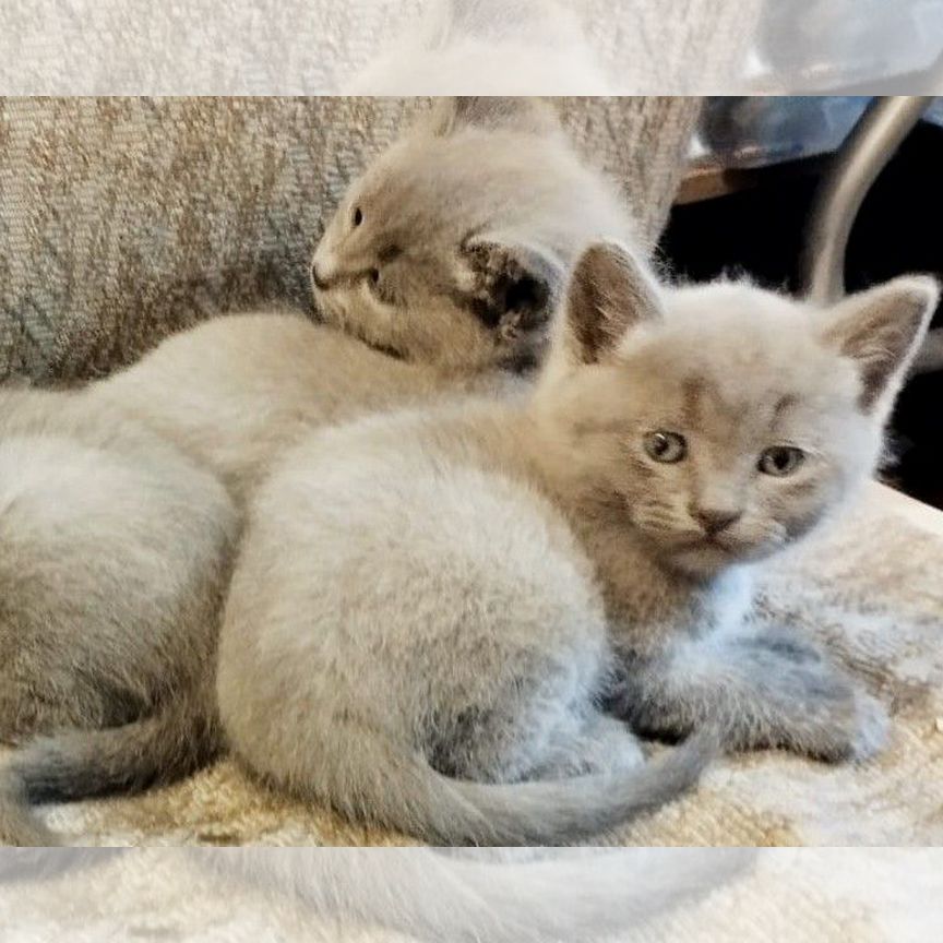 Котята в добрые руки