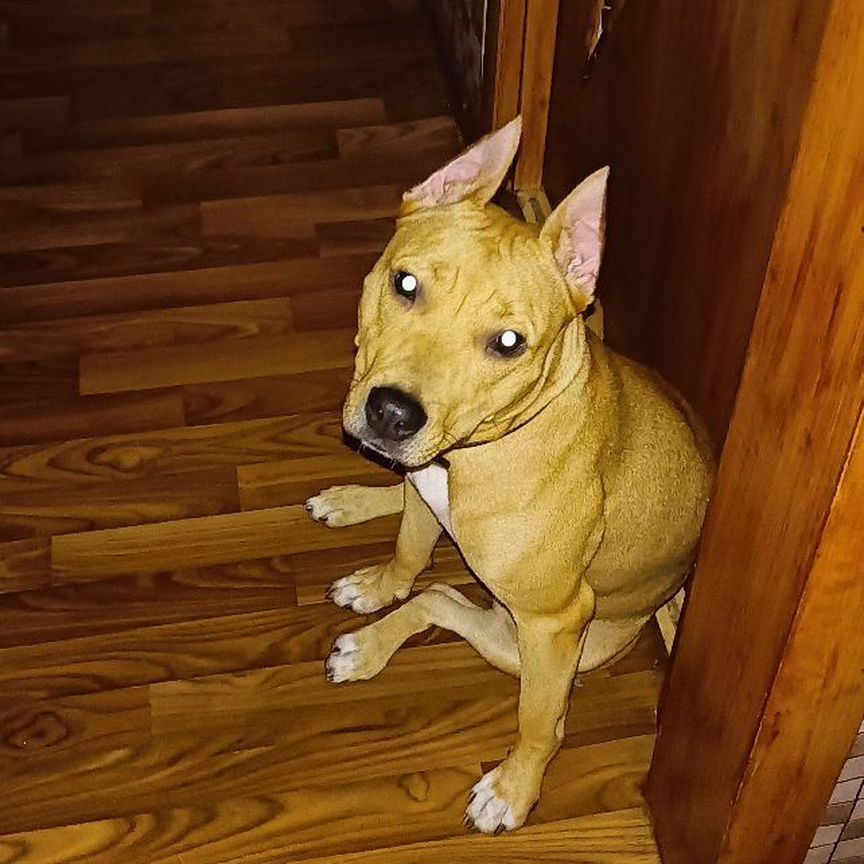 Отдам стаффорда девочка