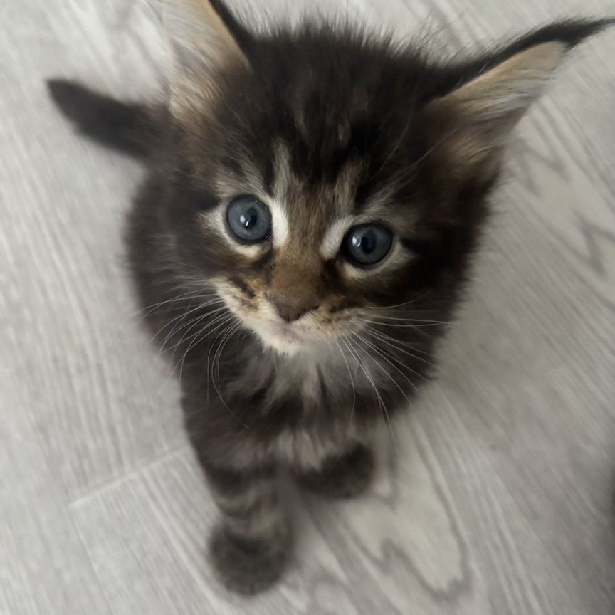 Мейн-кун котёнок