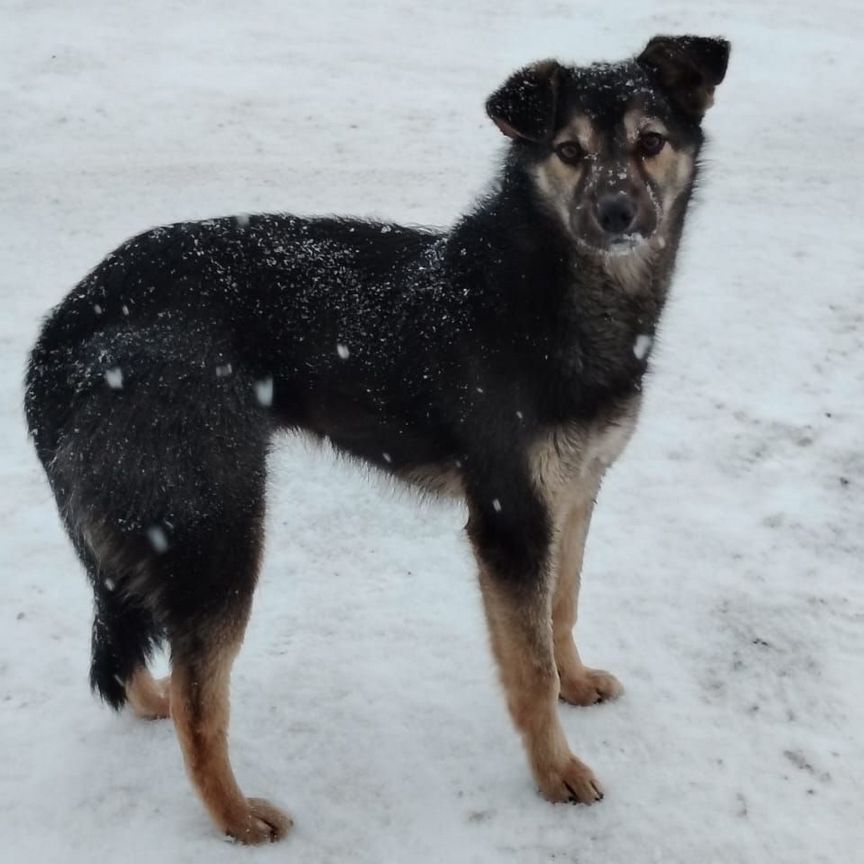 Собачка ищет хозяина