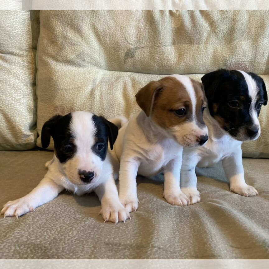 Джек-рассел-терьер, щенок