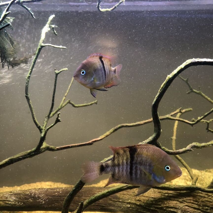 Цихлазома седжика самец