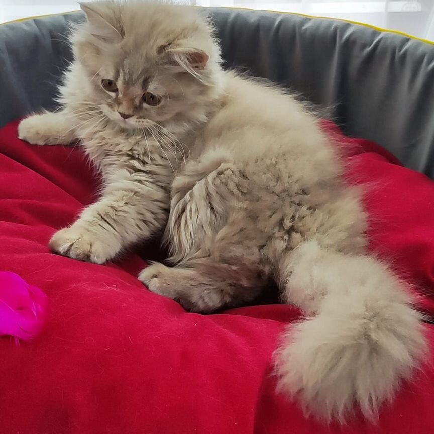 Британский котенок окрас фавн