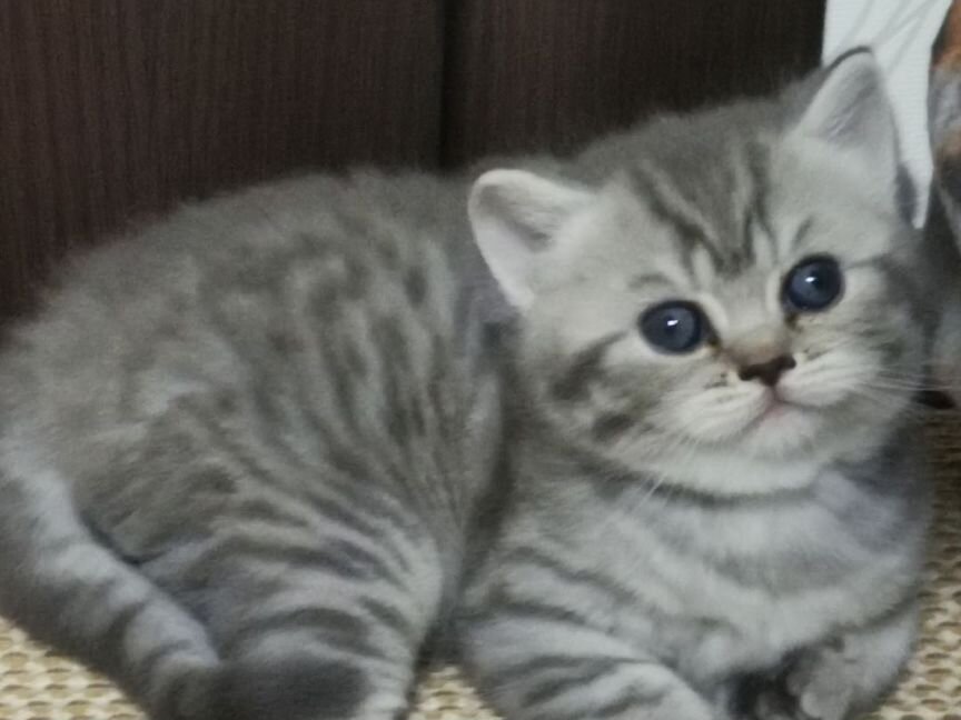 Британские котята