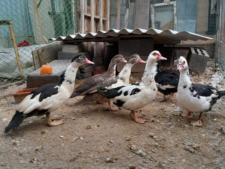 Продам индоуток на племя