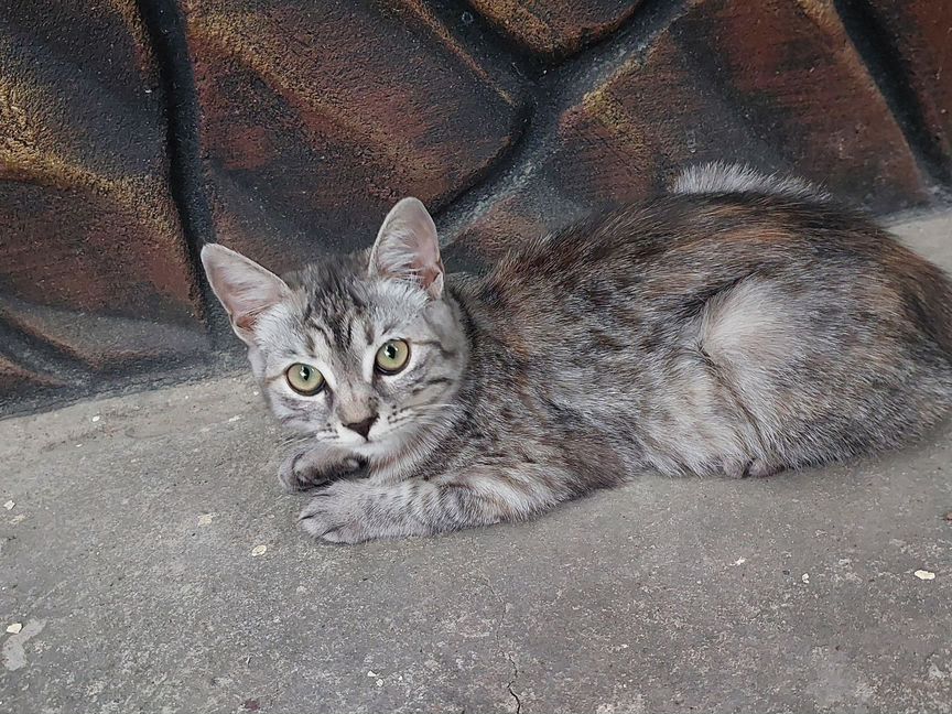 Кошка крысоловка Тигра