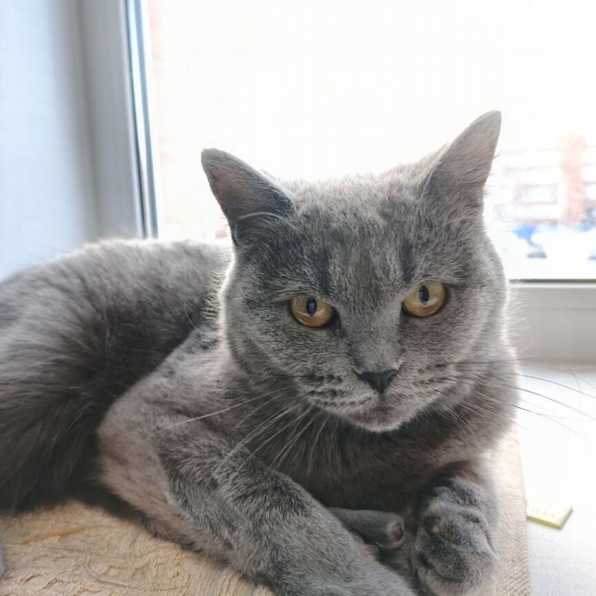 Кошка похожа на британку