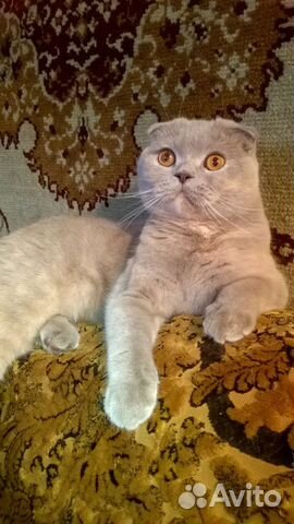 Кошка британка вислоухая