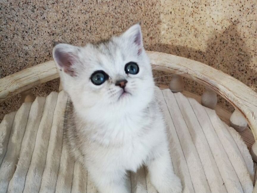 Малышка серебристая шиншилла
