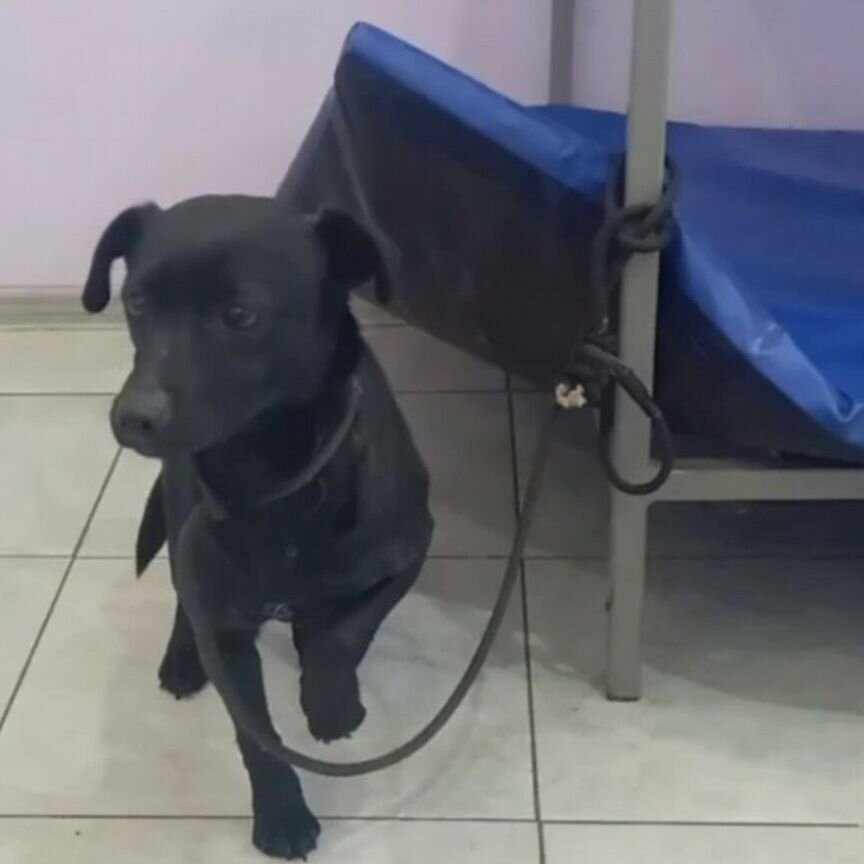 Взрослая собака в добрые руки